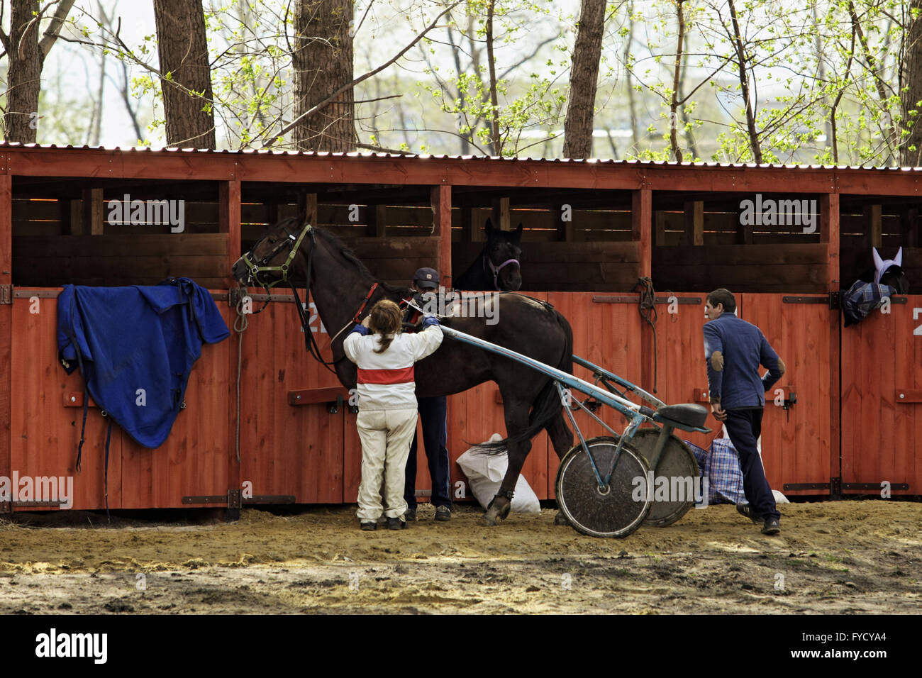 American standardbred horse trotting in Banque de photographies et d ...