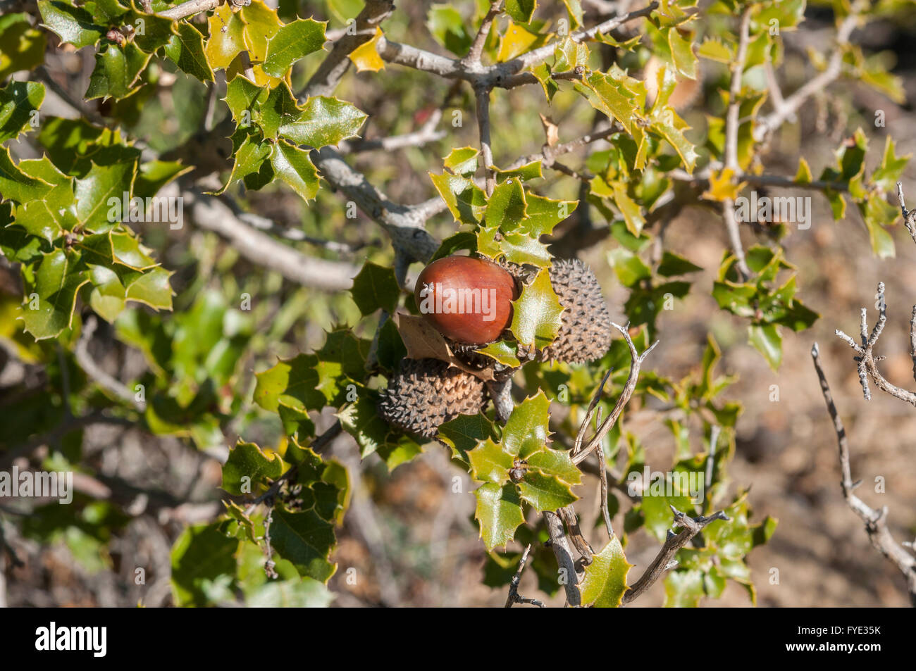 Détail de fruits, feuilles et branches de chêne kermès, Quercus ...