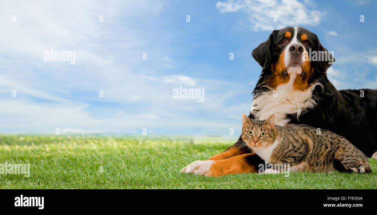 Chien et chat ensemble Banque de photographies et d’images à haute ...