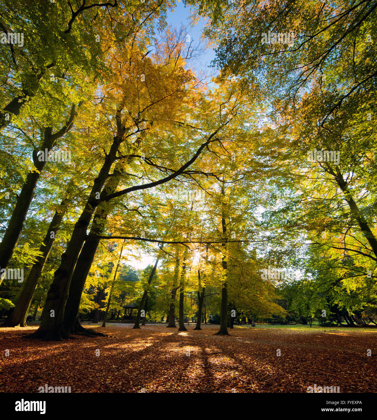 Arbre qui tombe dans les bois Banque de photographies et d’images à ...