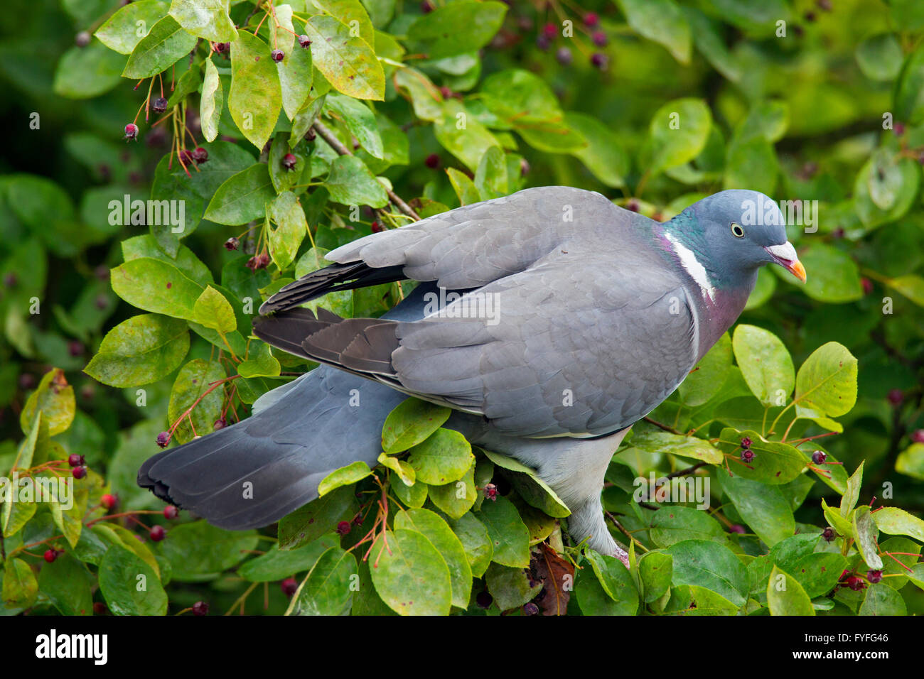 Pigeon dans l'arbre Banque de photographies et d’images à haute ...