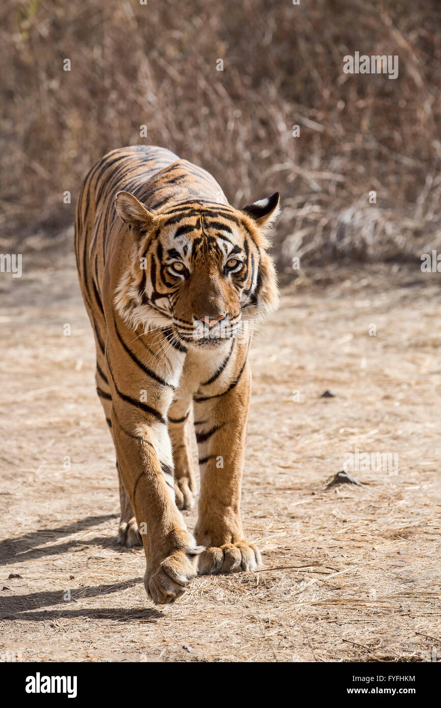 Royal tigre du Bengale (Panthera tigris tigris) marcher le long de la ...