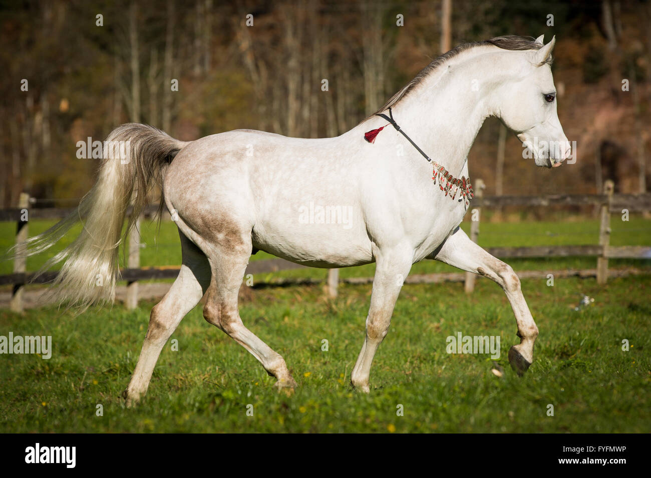 Pur sang gris gris Banque de photographies et d’images à haute ...