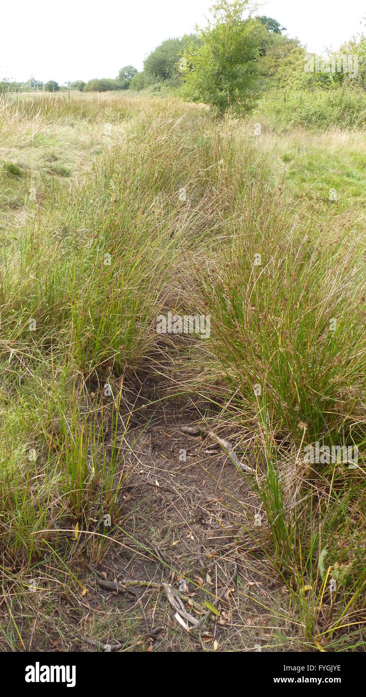 Dry drainage ditch Banque de photographies et d’images à haute ...