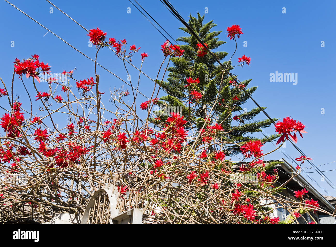 Arbre flamboyant aus Banque de photographies et d’images à haute ...