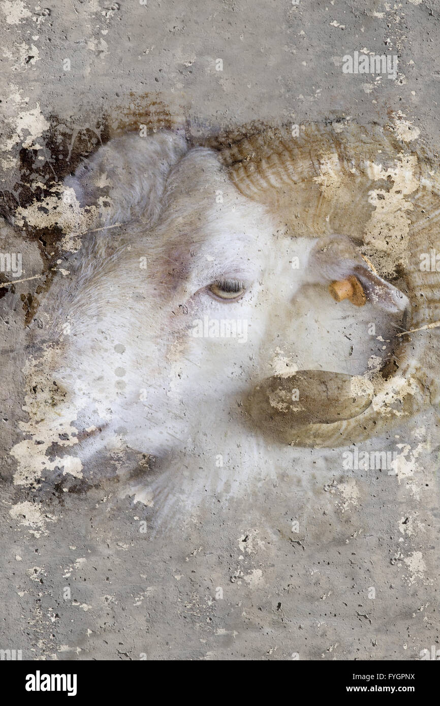 Coupe cornes Banque de photographies et d’images à haute résolution - Alamy