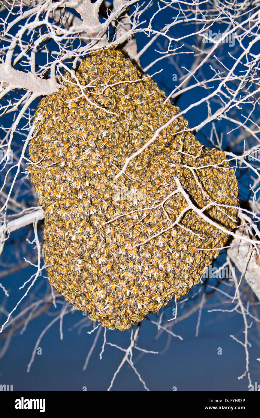 Ruche Sur Arbre Banque d'image et photos - Alamy