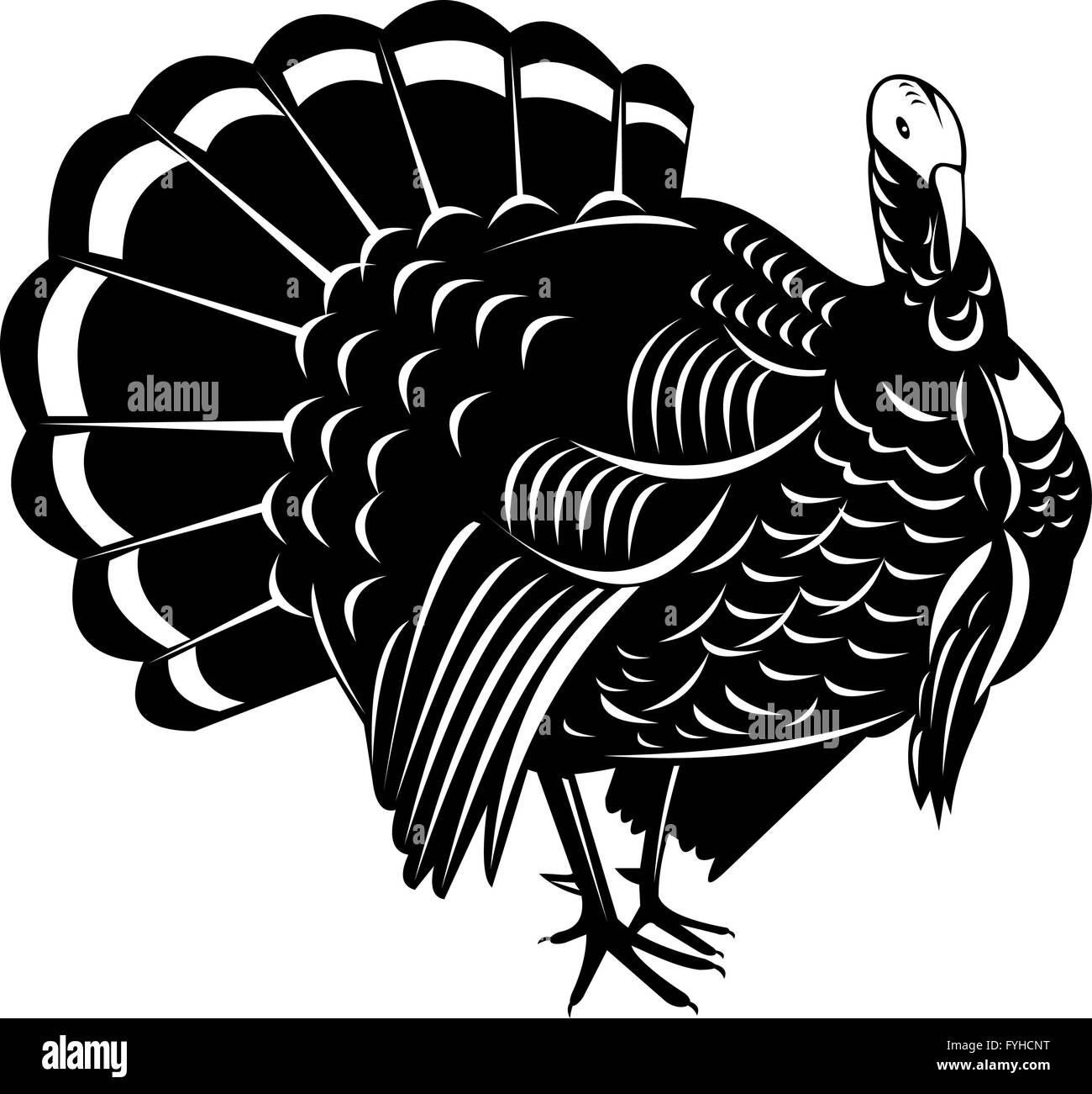 Dindon sauvage Banque d'images noir et blanc - Alamy