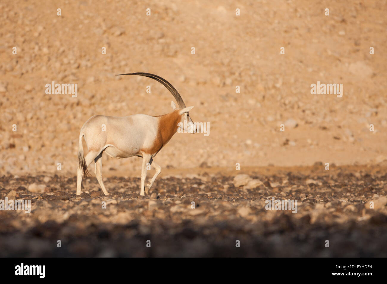 L'oryx cimeterre Banque de photographies et d’images à haute résolution ...