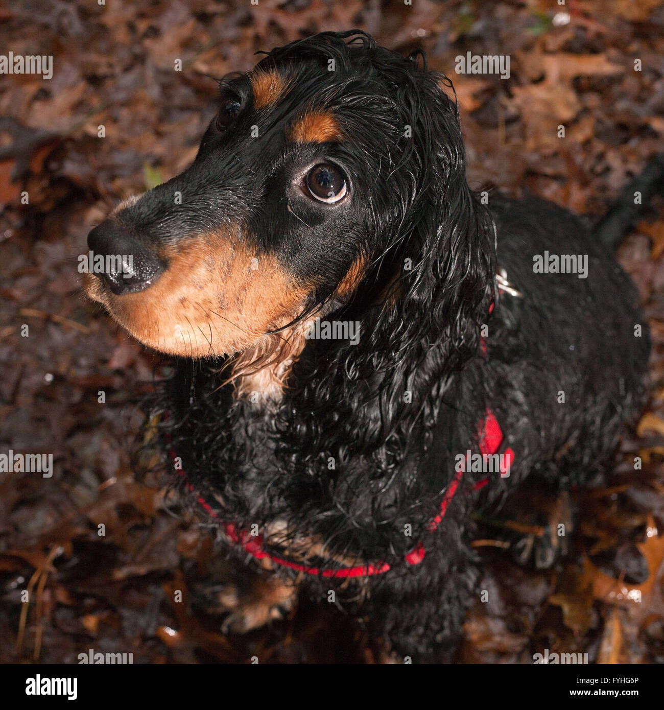 Animaux sous la pluie Banque de photographies et d’images à haute ...