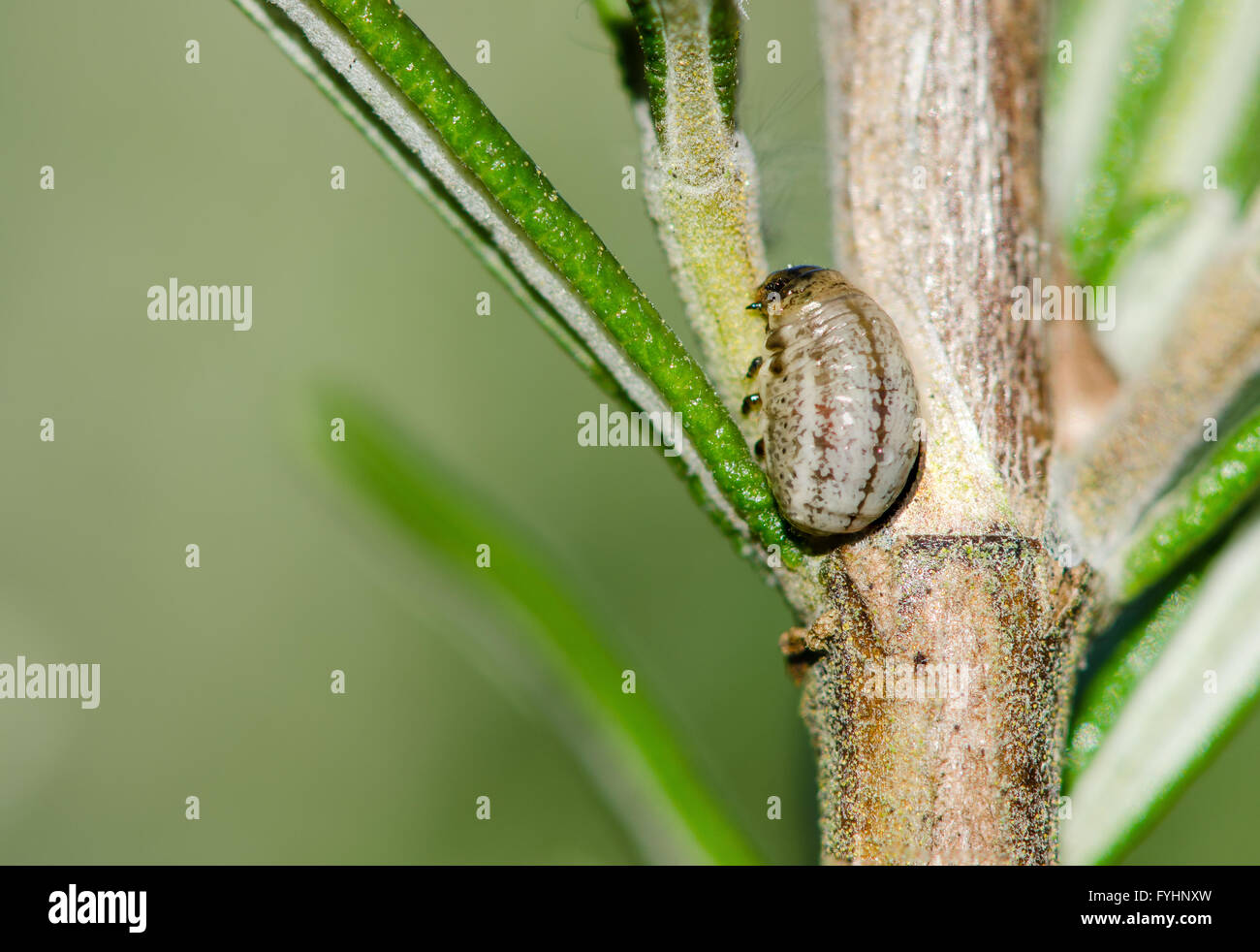 Larve de chrysolina Banque de photographies et d’images à haute ...