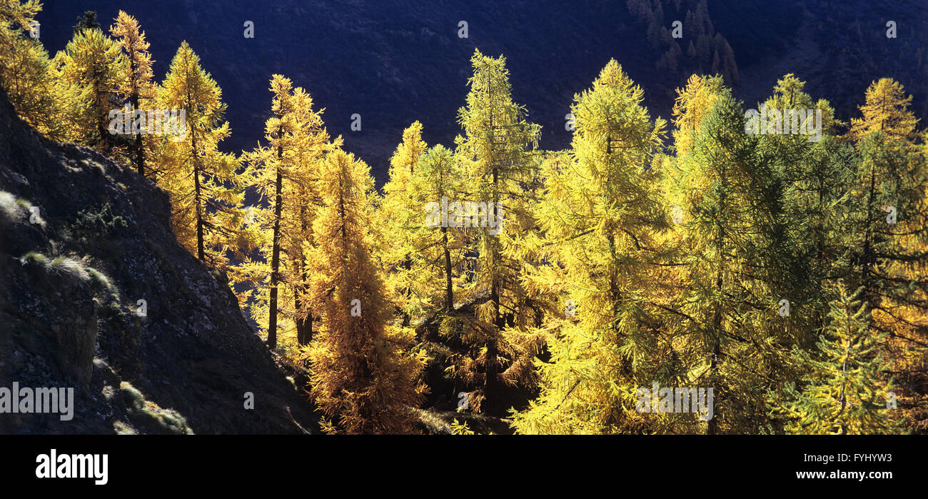 Dans la forêt de mélèzes Banque de photographies et d’images à haute ...