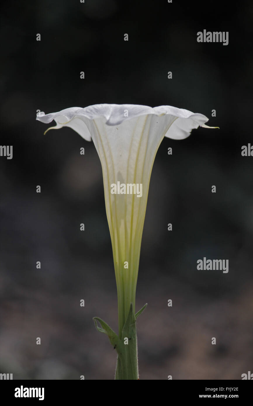 Datura innoxia Banque de photographies et d’images à haute résolution ...