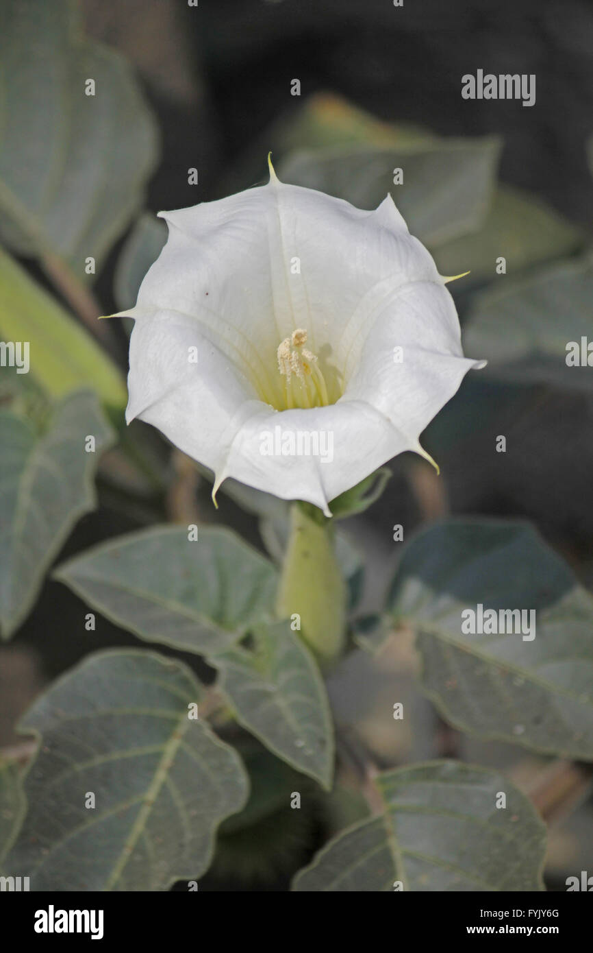 Datura innoxia Banque de photographies et d’images à haute résolution ...