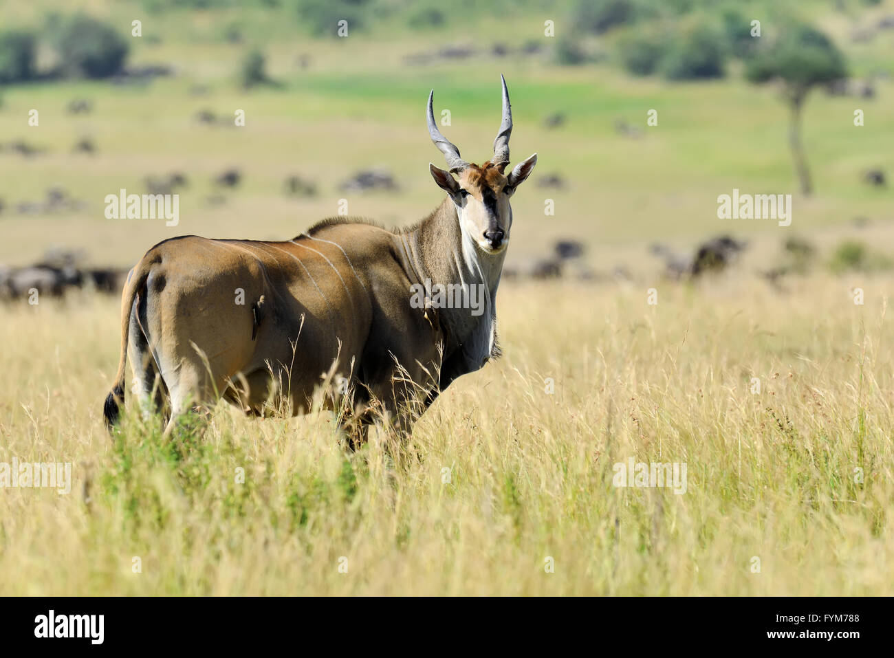 Animal koudou Banque de photographies et d’images à haute résolution ...