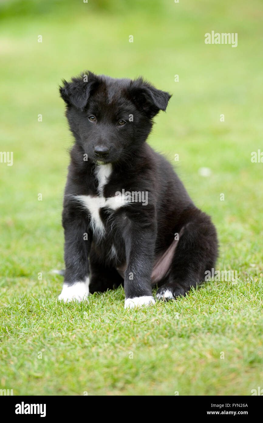Noir et blanc chiot border collie Photo Stock - Alamy