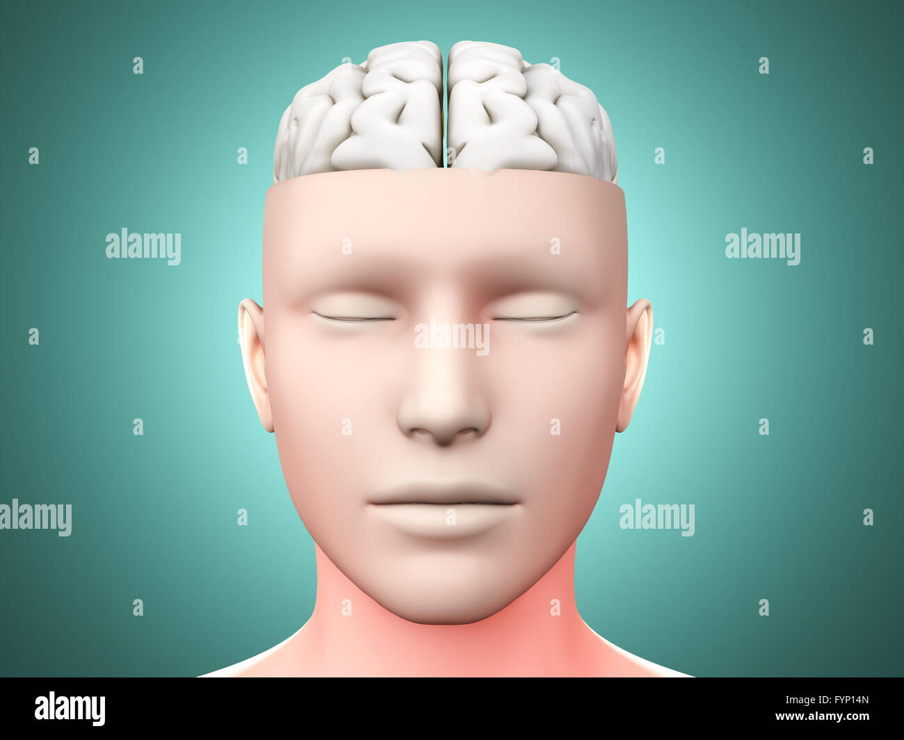 Anatomie Homme Clipart Banque De Photographies Et Dimages à Haute