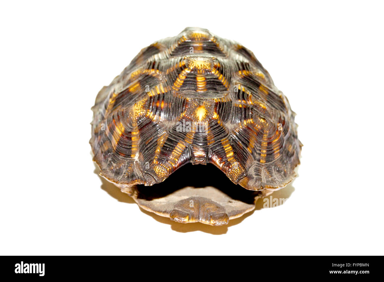 L'écaille de tortue sur fond blanc Photo Stock - Alamy