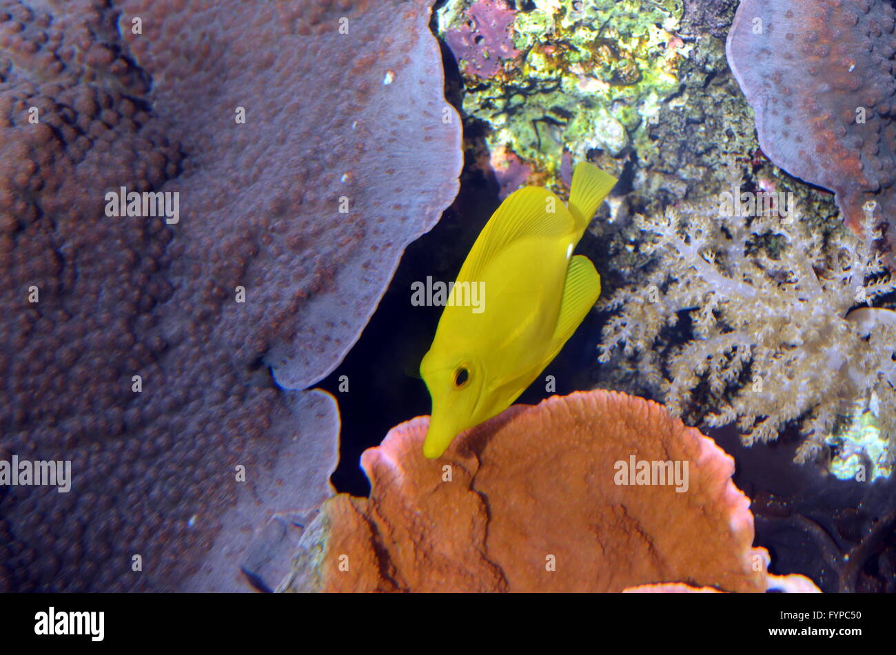 Poisson jaune Banque de photographies et d’images à haute résolution ...