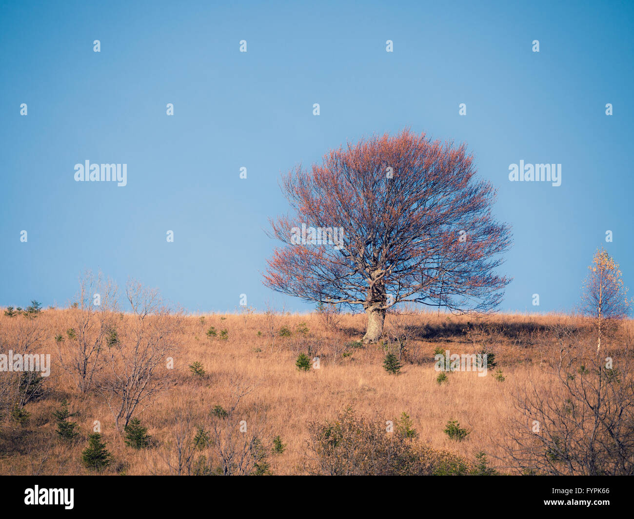 Colline d'automne Banque de photographies et d’images à haute ...
