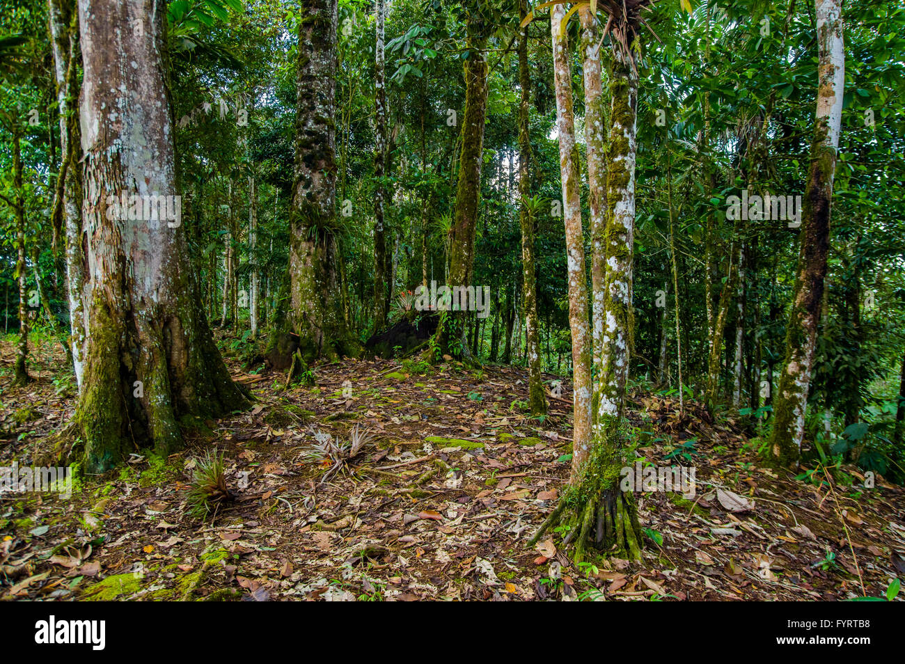 Grande photo de jungle amazonienne typique végétation forestière ...