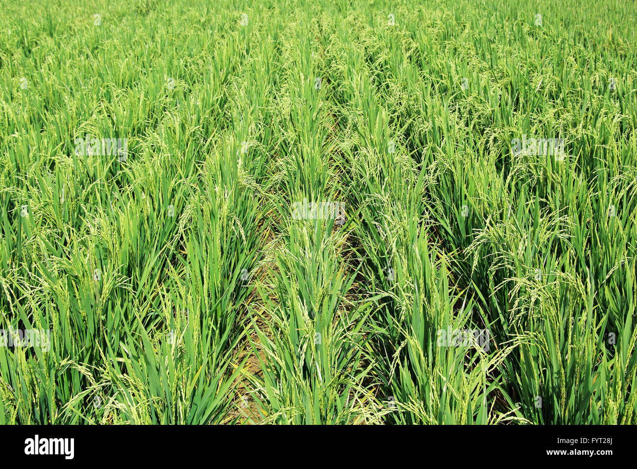 Irrigation par inondation Banque de photographies et d’images à haute ...