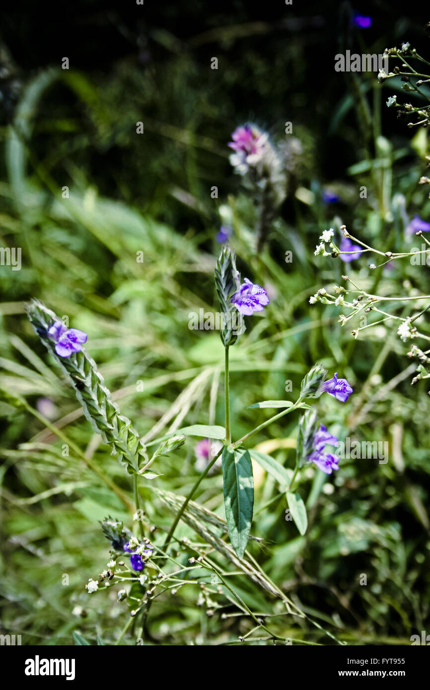 Nicandra physaloides Banque de photographies et d’images à haute ...