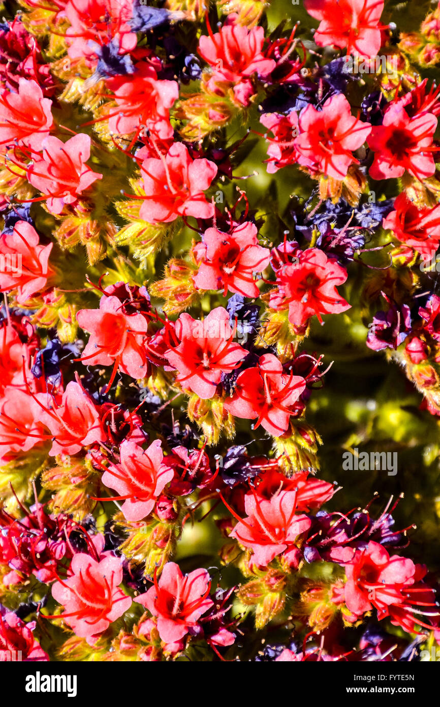 Textura de fondo flores Banque de photographies et d’images à haute ...