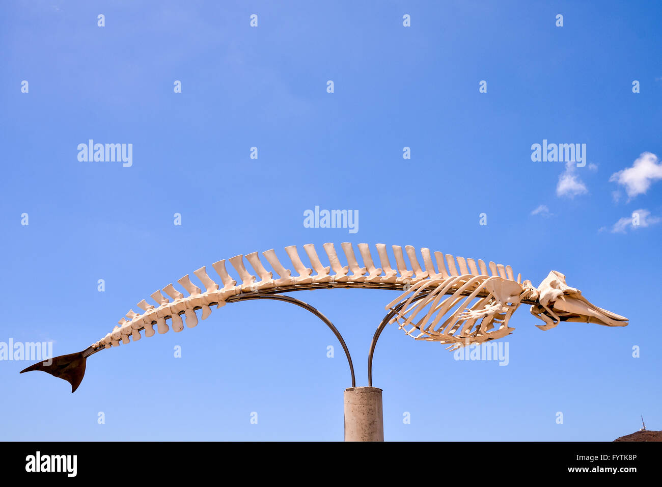 Squelette de baleine fuerteventura Banque d'image et photos - Alamy