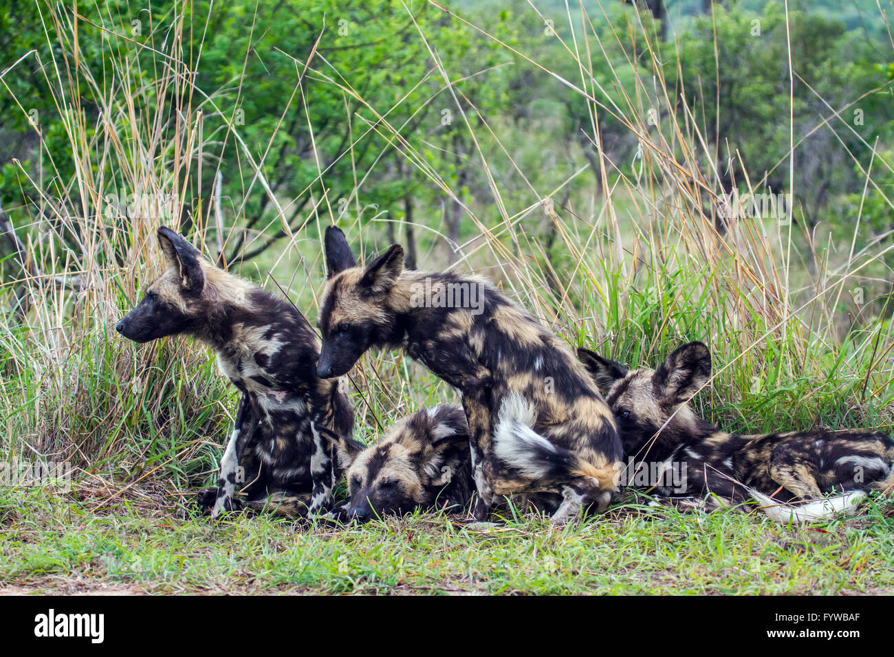 Chien sauvage d'Afrique dans le parc national Kruger, Afrique du Sud ...