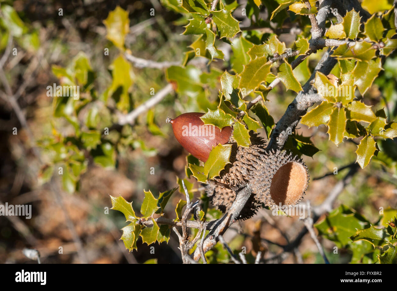 Détail de fruits, feuilles et branches de chêne kermès, Quercus ...