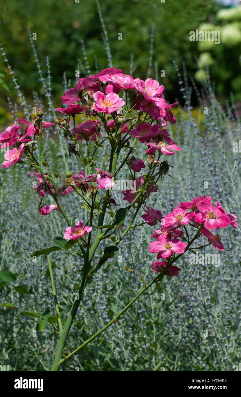 Rosa vanity rose Banque de photographies et d’images à haute résolution ...