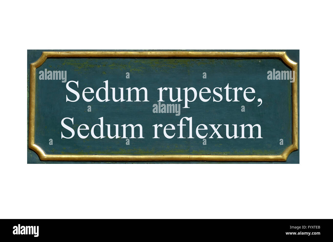 Sedum reflexum Banque d'images détourées - Alamy