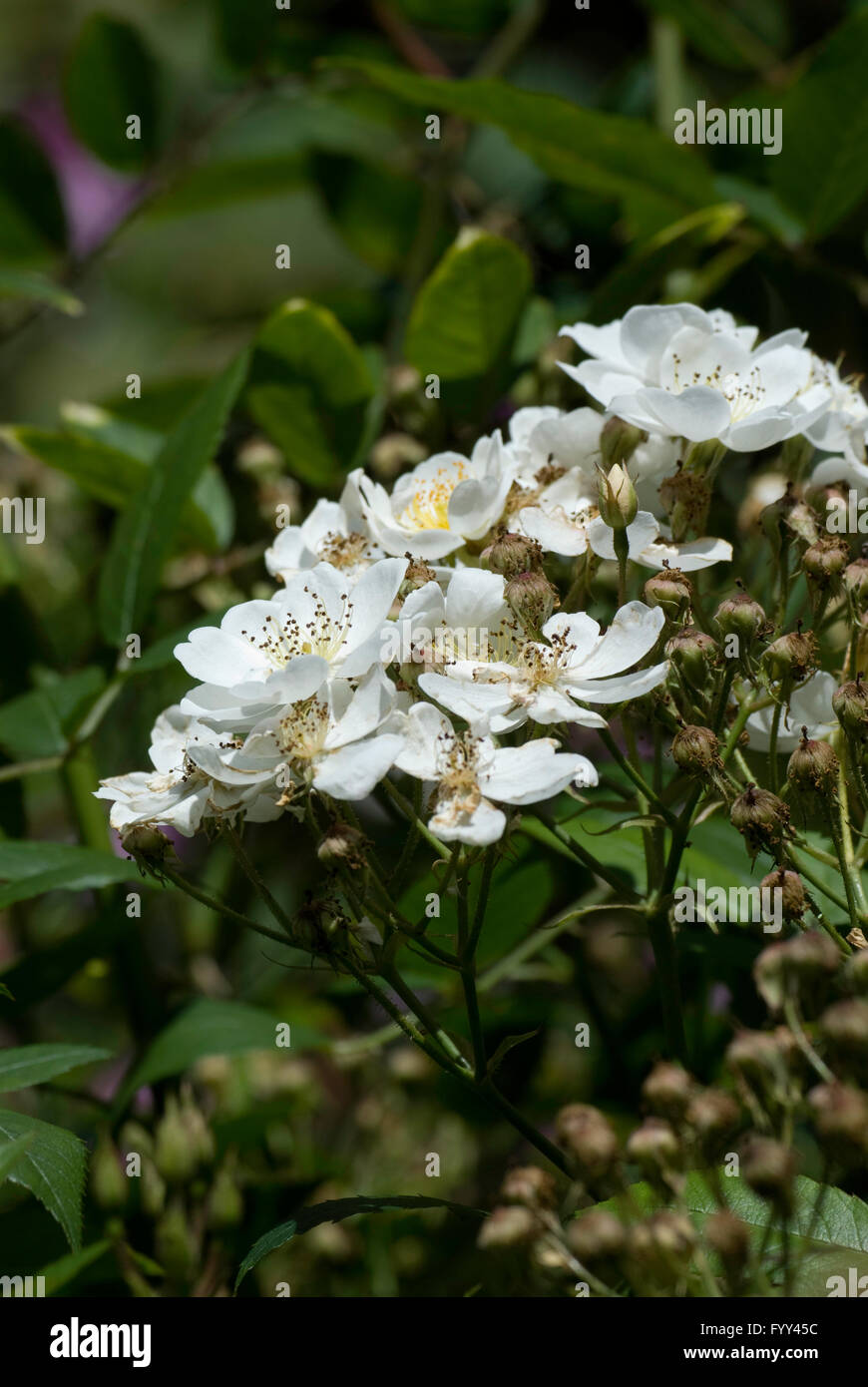 Darlows enigma rose Banque de photographies et d’images à haute ...