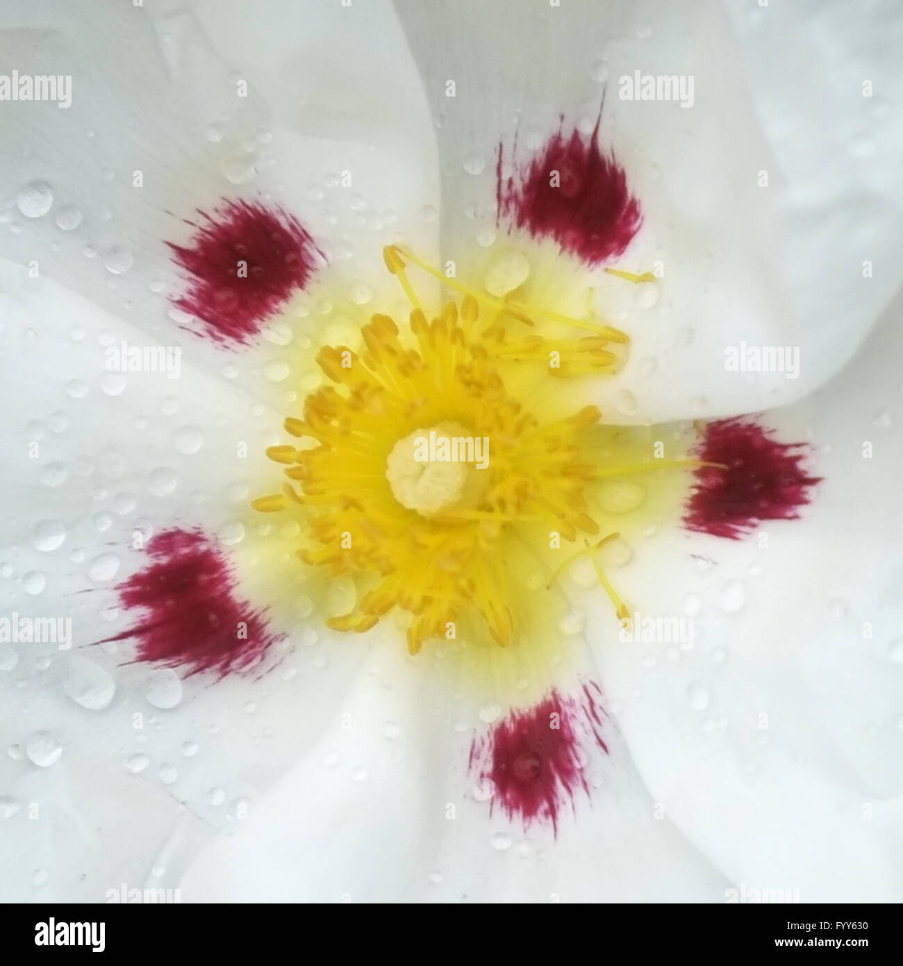 Gomme ciste Banque de photographies et d’images à haute résolution - Alamy