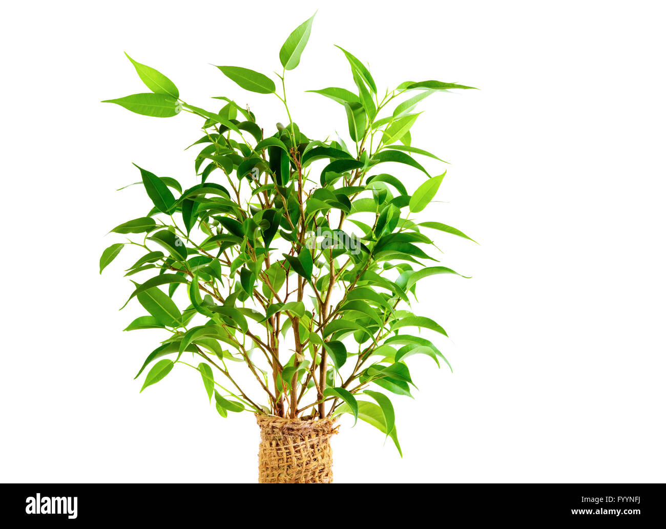 Ficus benjamina Banque de photographies et d’images à haute résolution ...