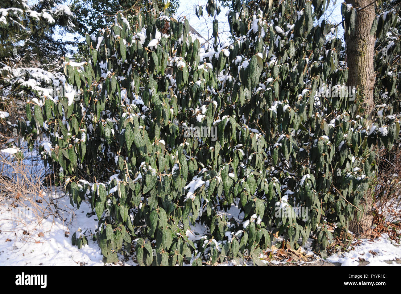Leatherleaf viburnum Banque de photographies et d’images à haute ...