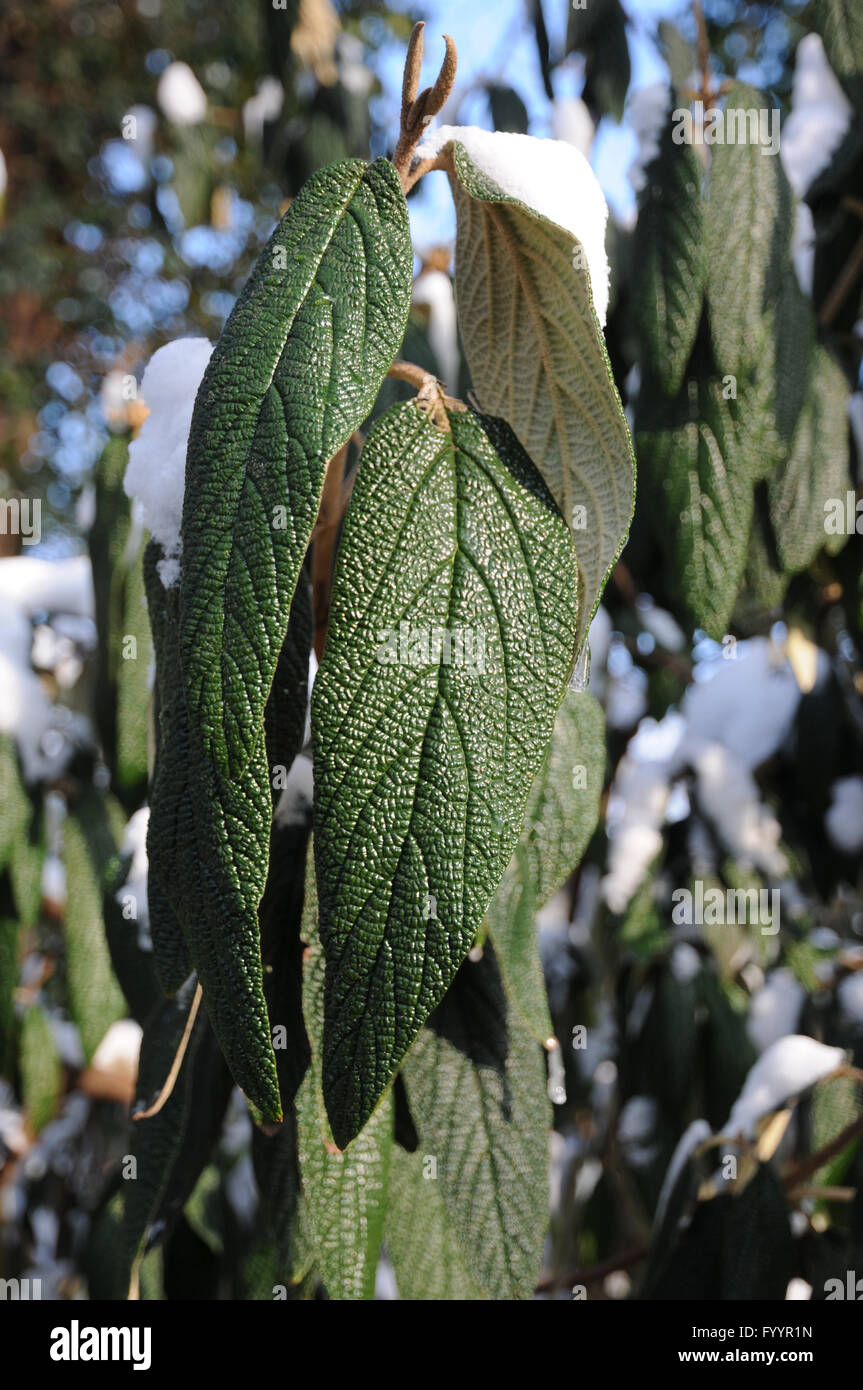 Viburnum Rhytidophyllum Banque d'image et photos - Alamy