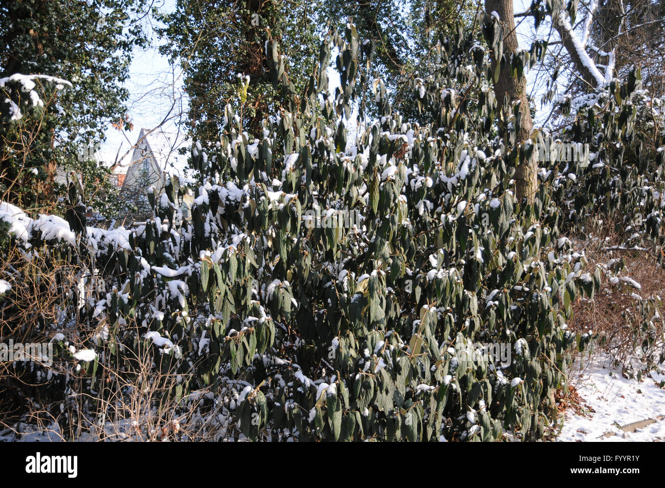 Viburnum rhytidophyllum Banque de photographies et d’images à haute ...