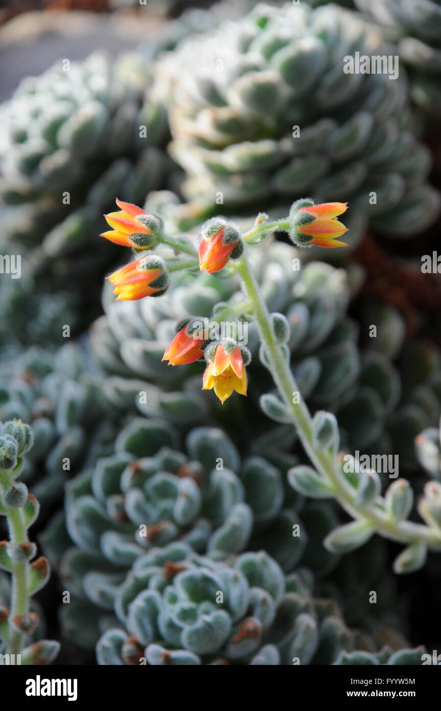 Echeveria glauca Banque de photographies et d’images à haute résolution - Alamy
