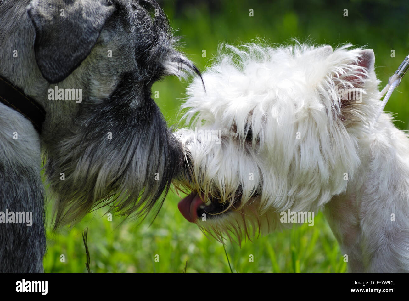 Chiens noirs Banque de photographies et d’images à haute résolution - Alamy