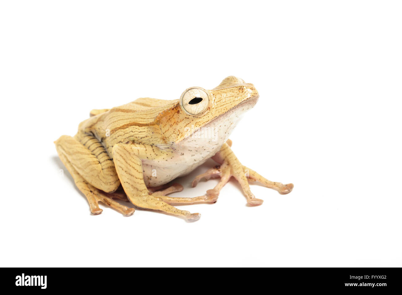 Grenouille arboricole Banque d'images détourées - Alamy