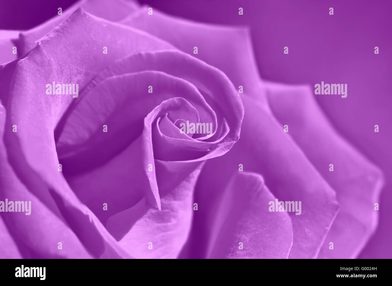 Lila Rose Banque d'image et photos - Alamy