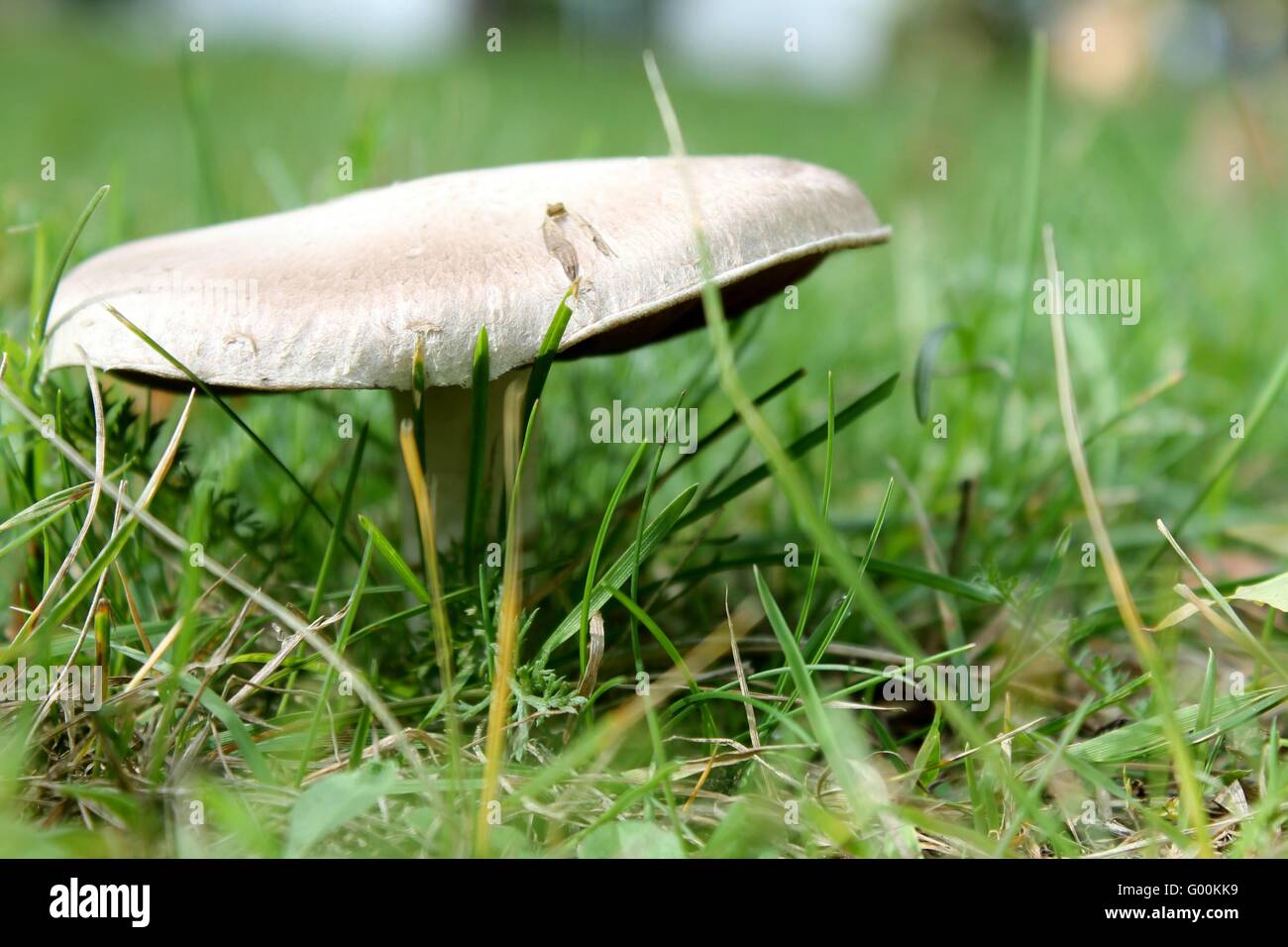 Wiesen champignon et feldegerling ou wiesenegerling Banque de ...