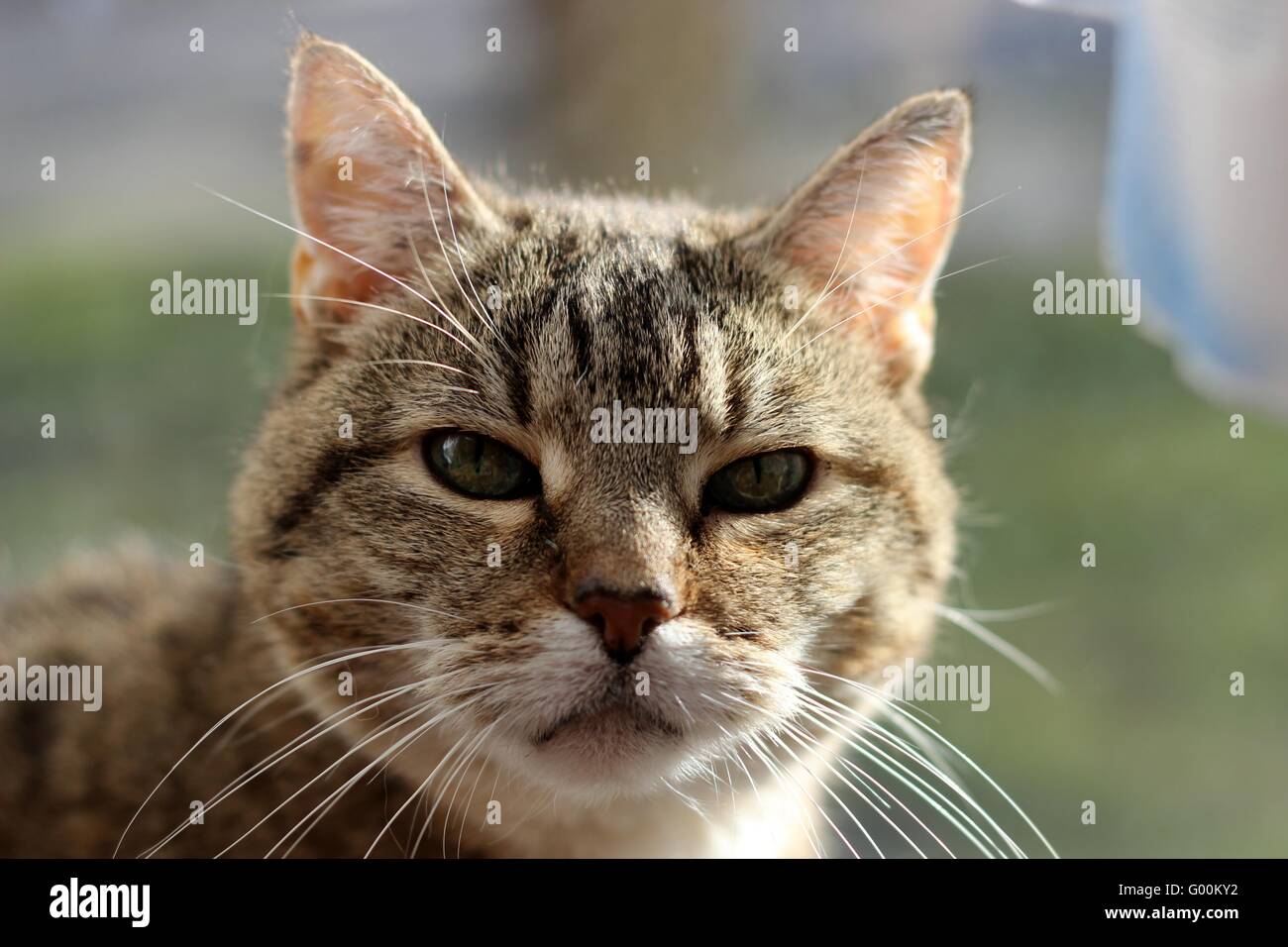 Visage de chat Banque de photographies et d’images à haute résolution ...