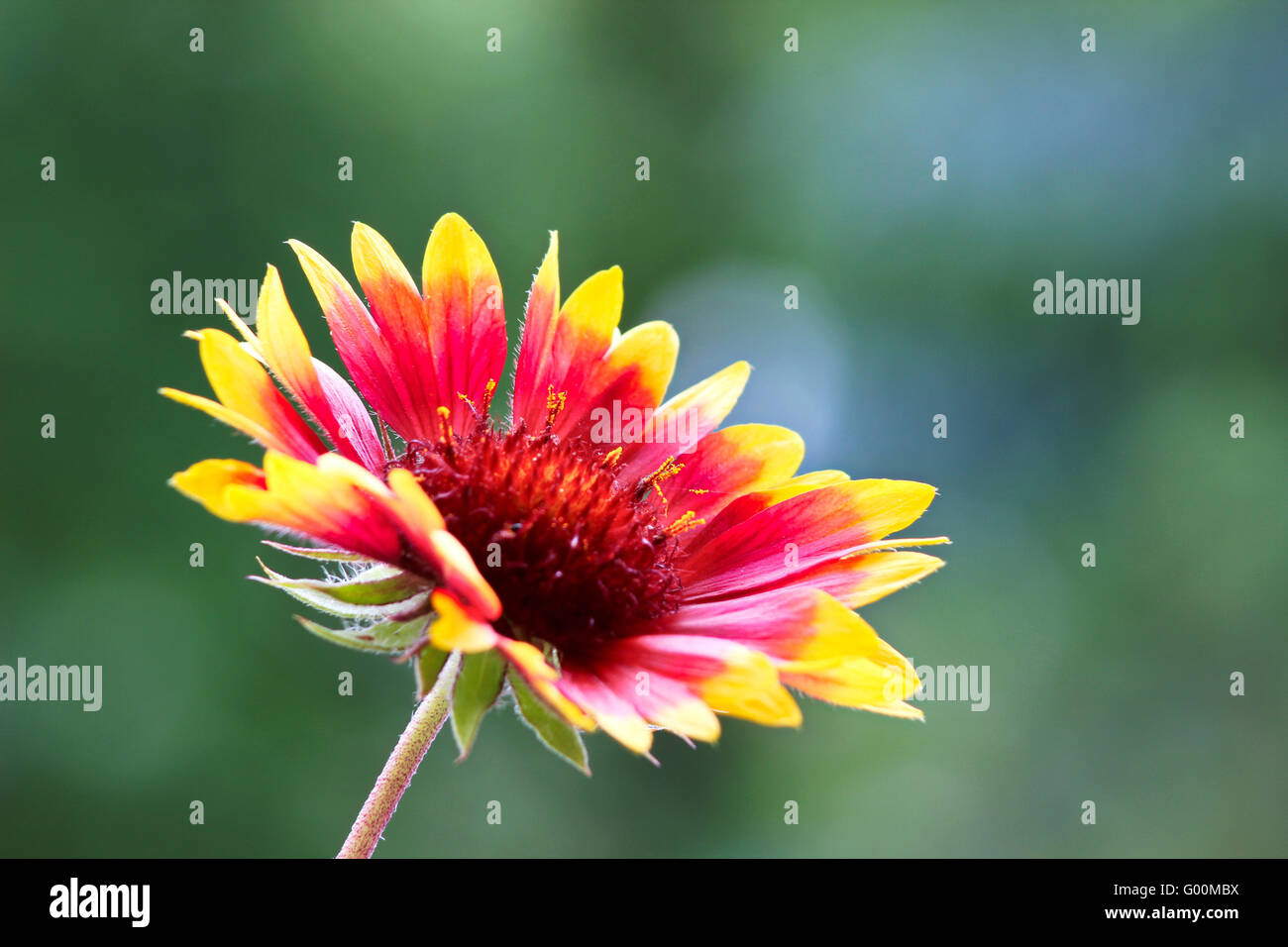 Fleur jaune et rouge Banque de photographies et d’images à haute ...