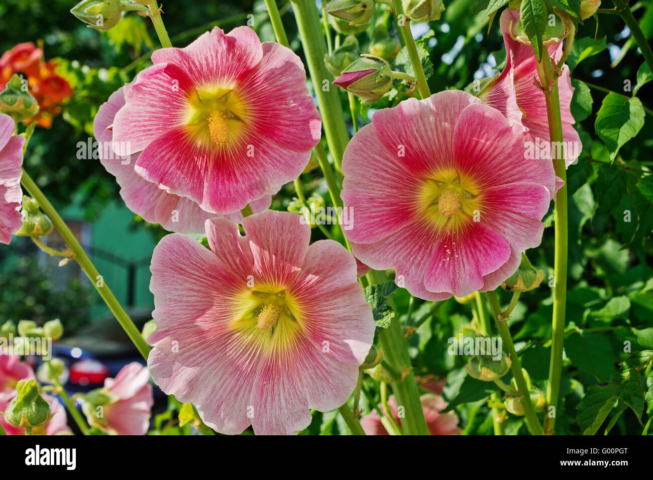 Sur la rose trémière Banque de photographies et d’images à haute ...