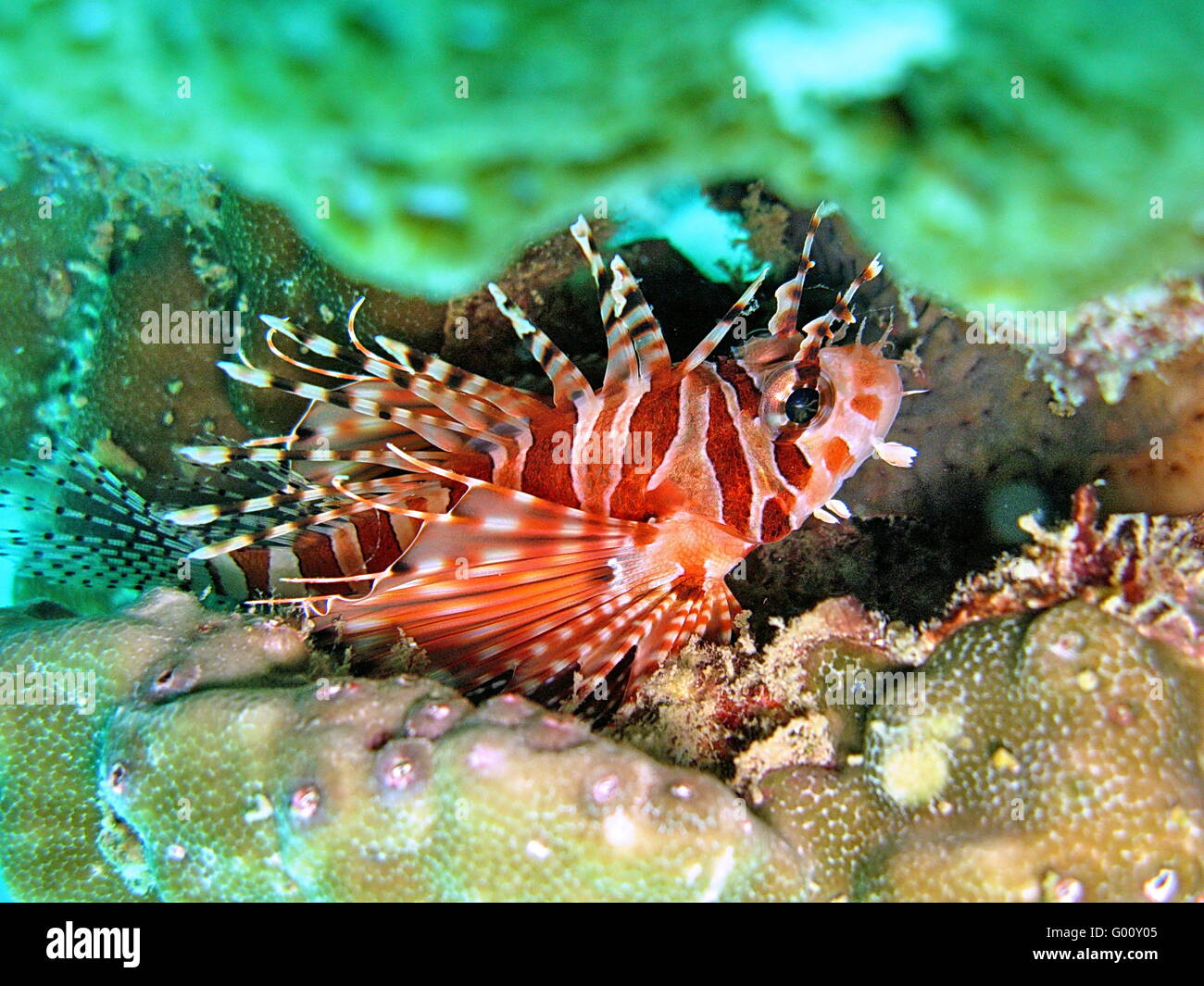 Poisson lion Banque de photographies et d’images à haute résolution - Alamy