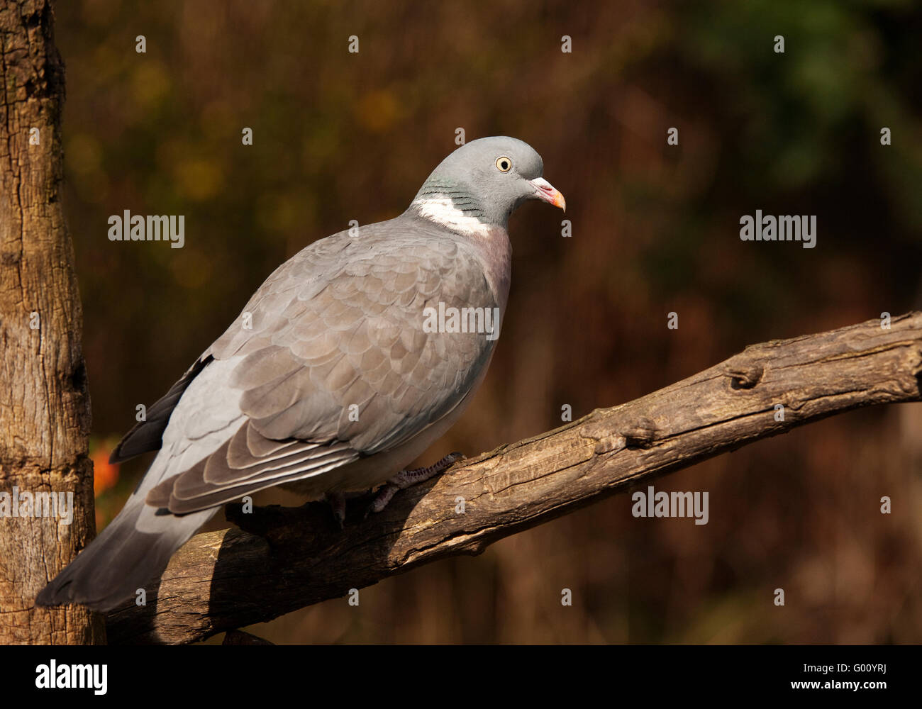 Pigeon ramier assis sur une branche dans un jardin de campagne anglaise ...