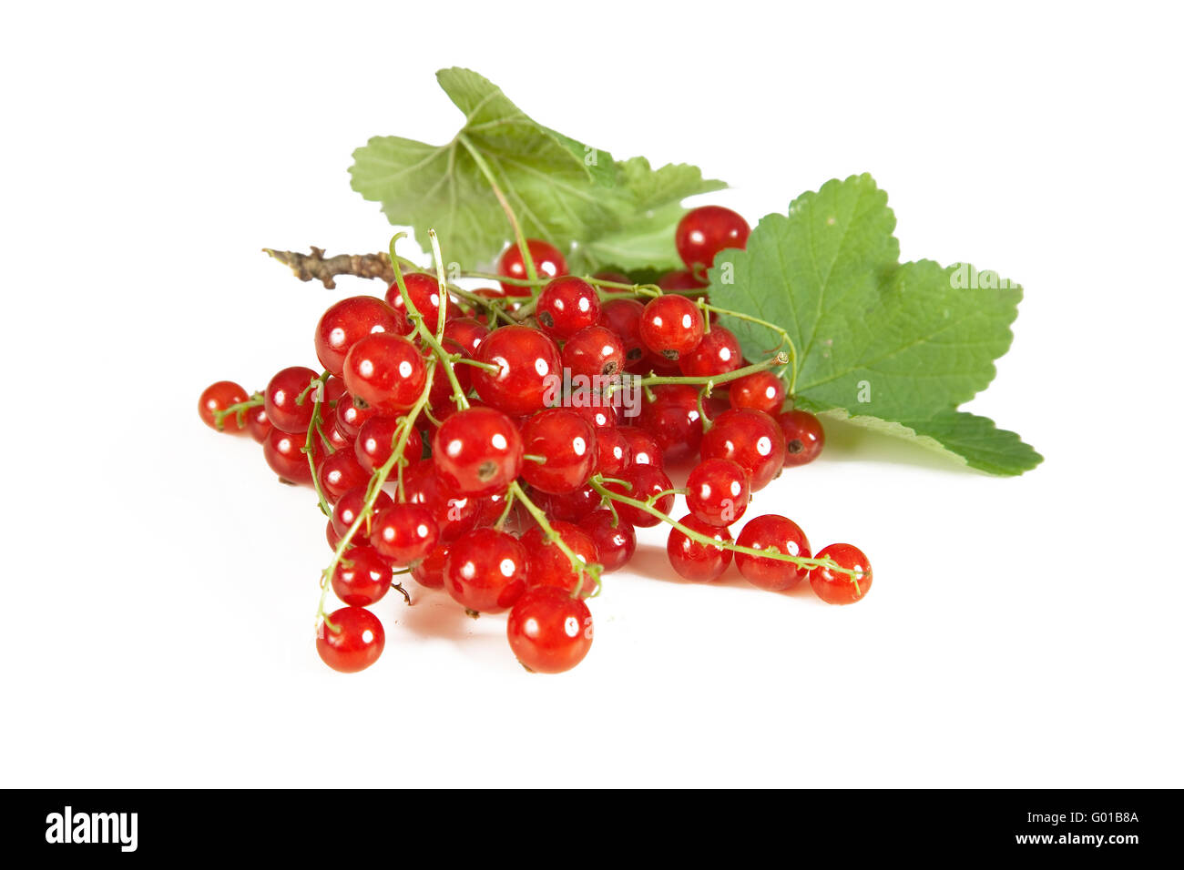 Feuille de groseille Banque de photographies et d’images à haute ...